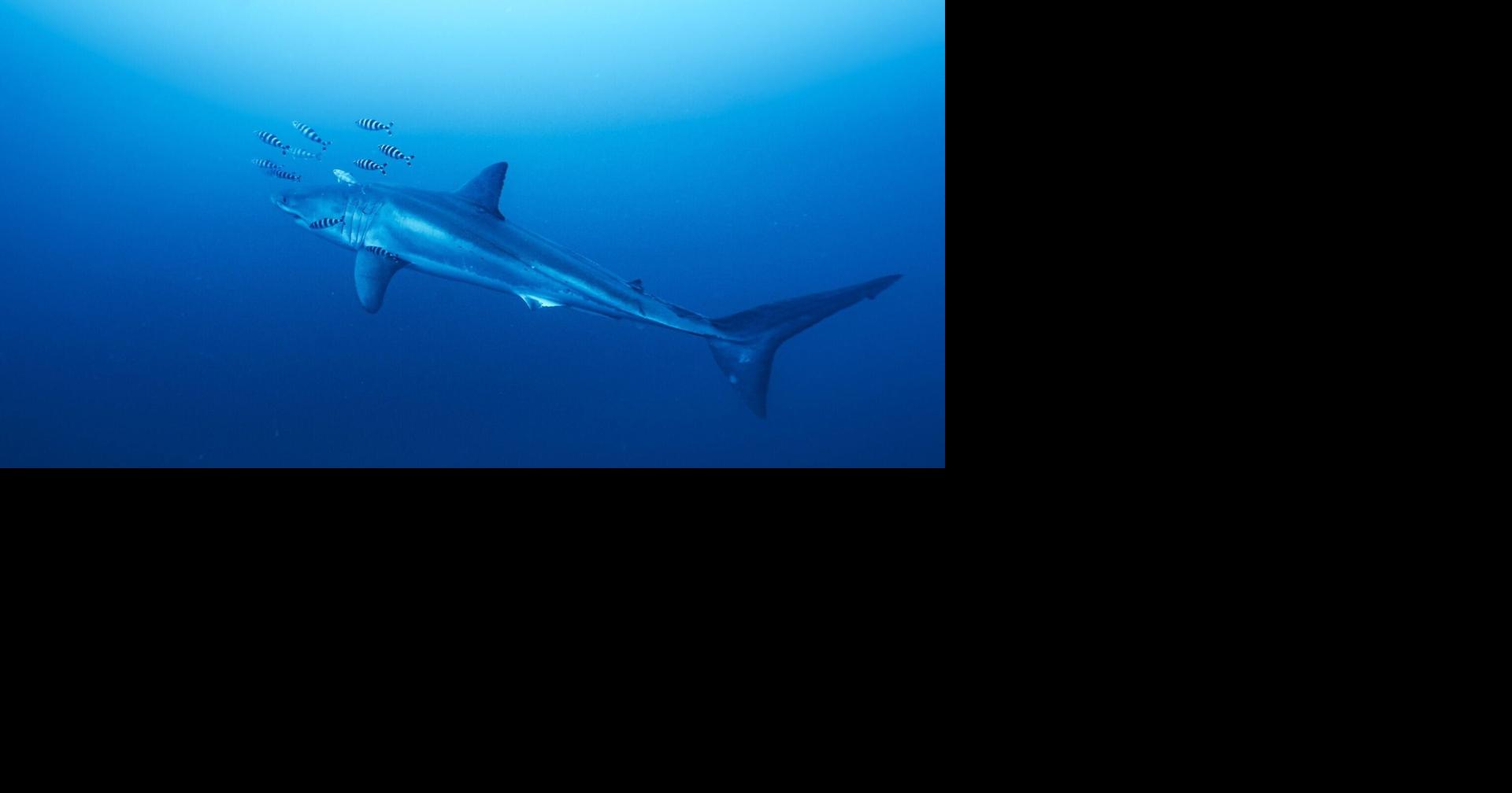 Divers come face to face with great white shark for first time ...