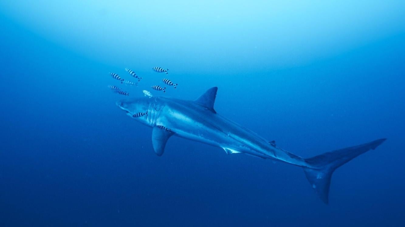 Divers come face to face with great white shark for first time ...