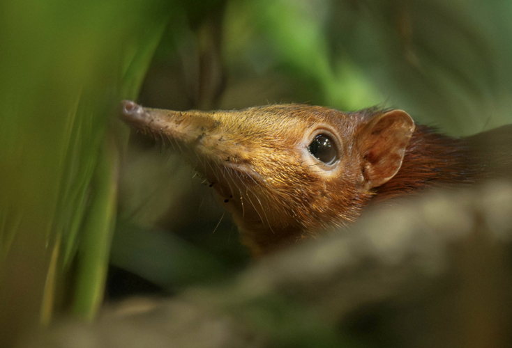 First-ever twin baby elephant shrews born at zoo | National ...