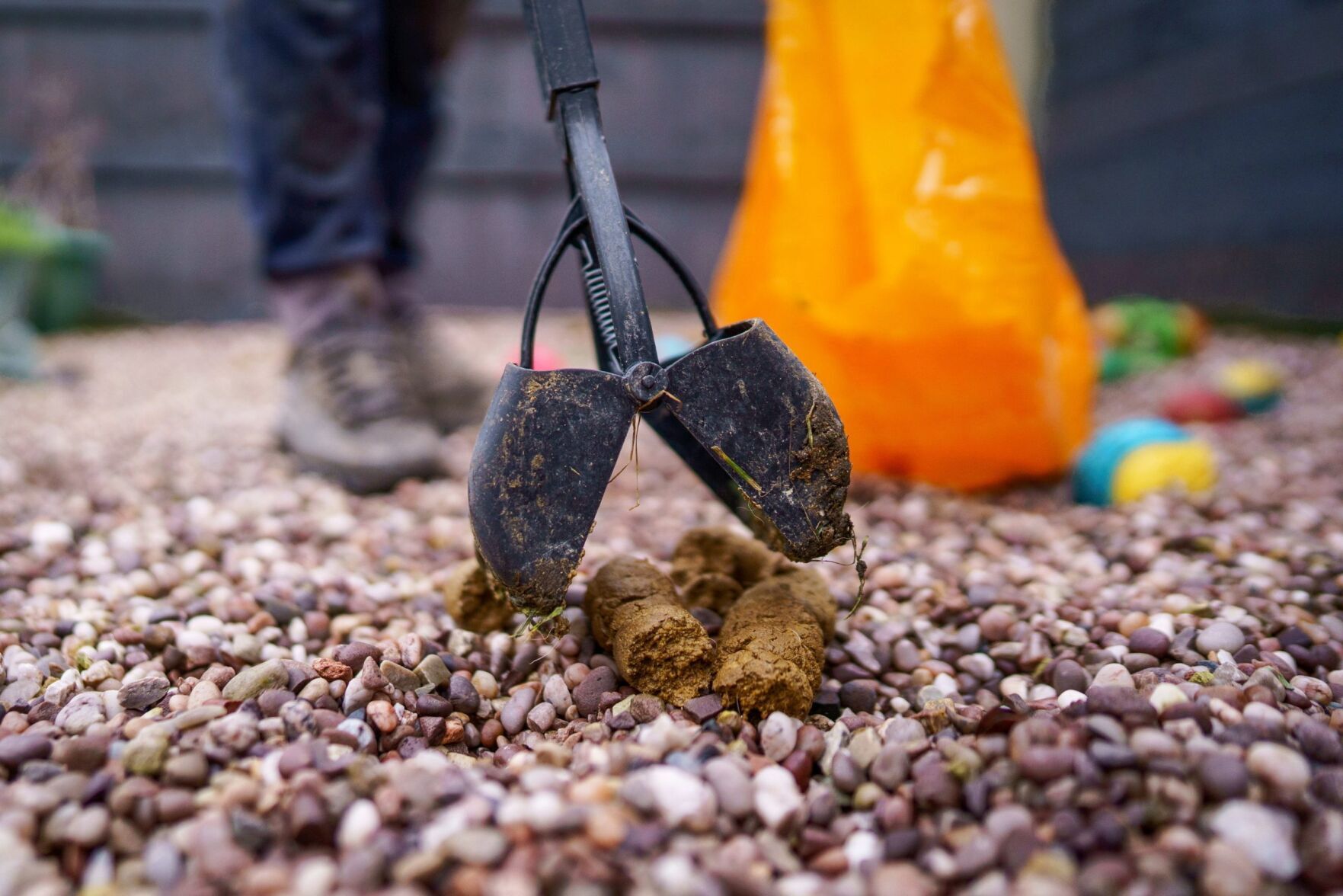 Dutiful dad makes over $30,000 a year with dog doo doo side hustle ...