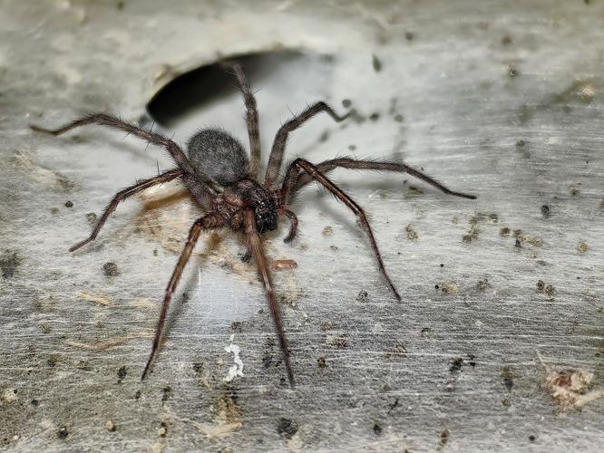 Scientists discover world’s largest spider web | National ...