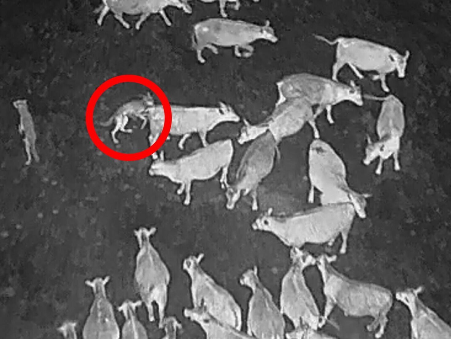 Drones blast AC/DC to deter wolves from eating cattle | National ...