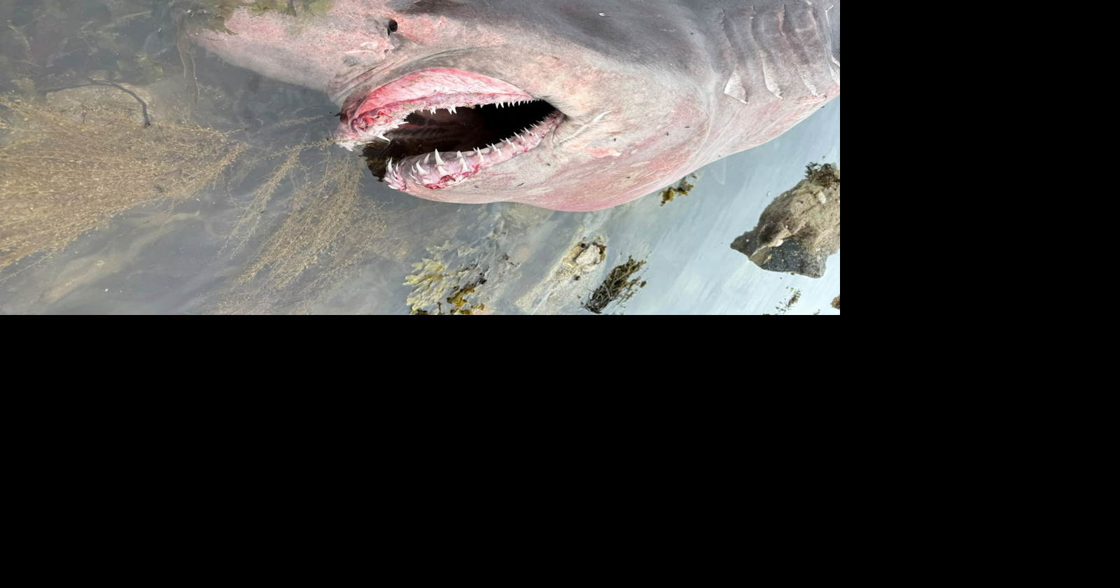 Massive shark usually found in New Jersey washes up in England ...