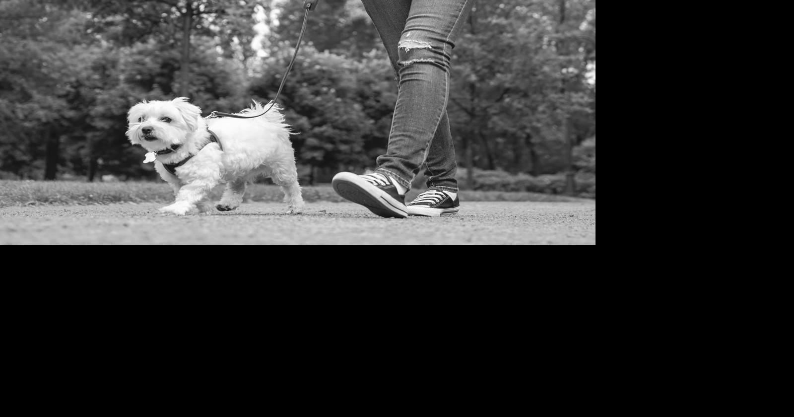 Dog walking 101 | Perry County News | duboiscountyherald.com