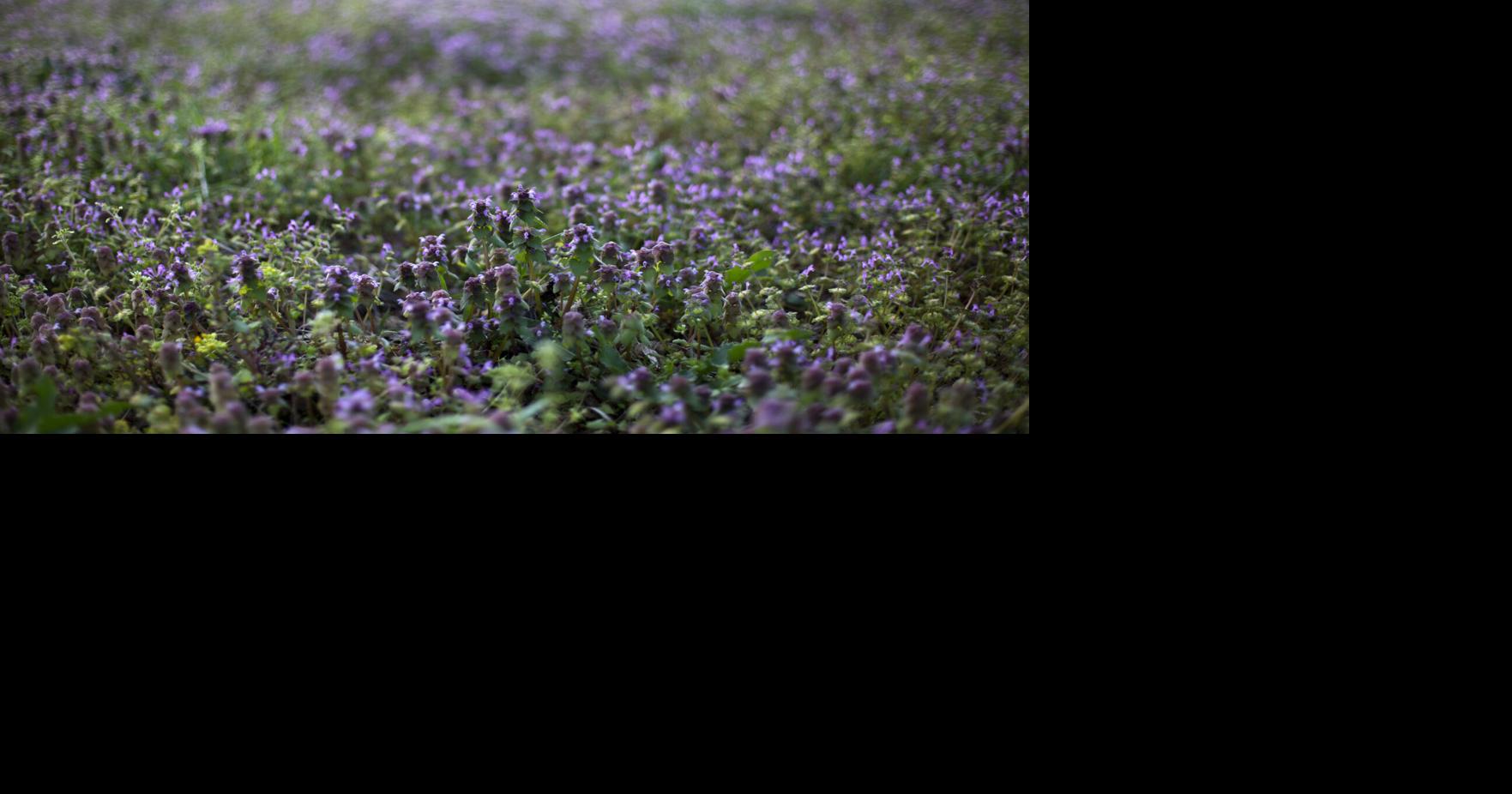Purple farm fields a sign that spring has sprung | Local News ...