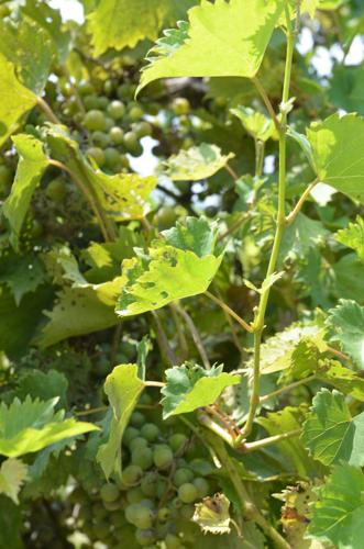Winzerwald Winery hosted Cheesecake Craze for their Monthly Sips and ...