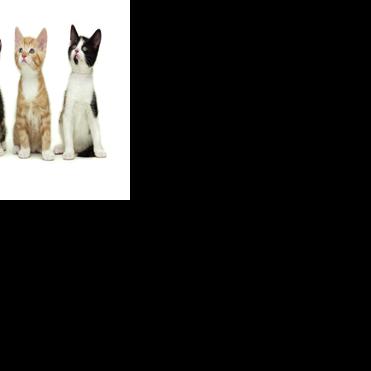 We’re not kitten: States moving to ban declawing of cats | Government ...