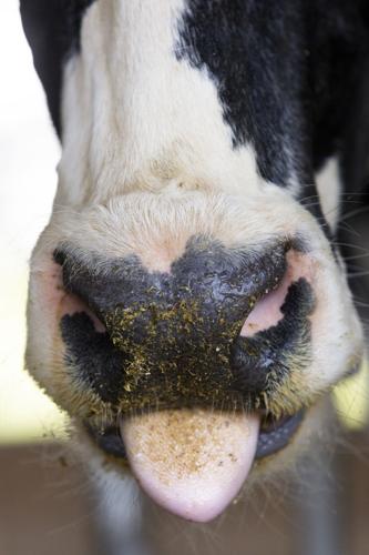 Cow to Cone | Features | duboiscountyherald.com