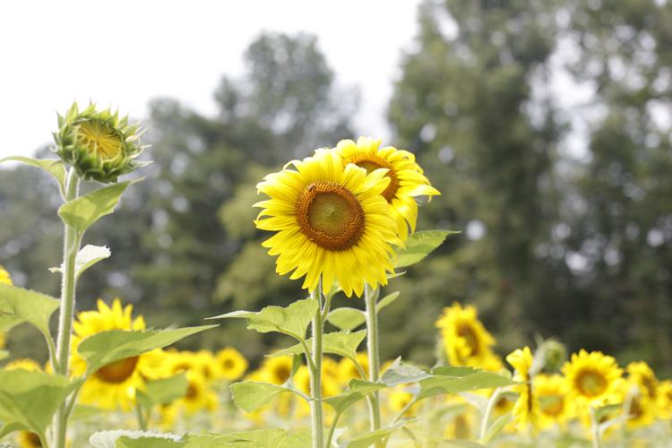 Patoka Lake Sunflowers | Photos | duboiscountyherald.com