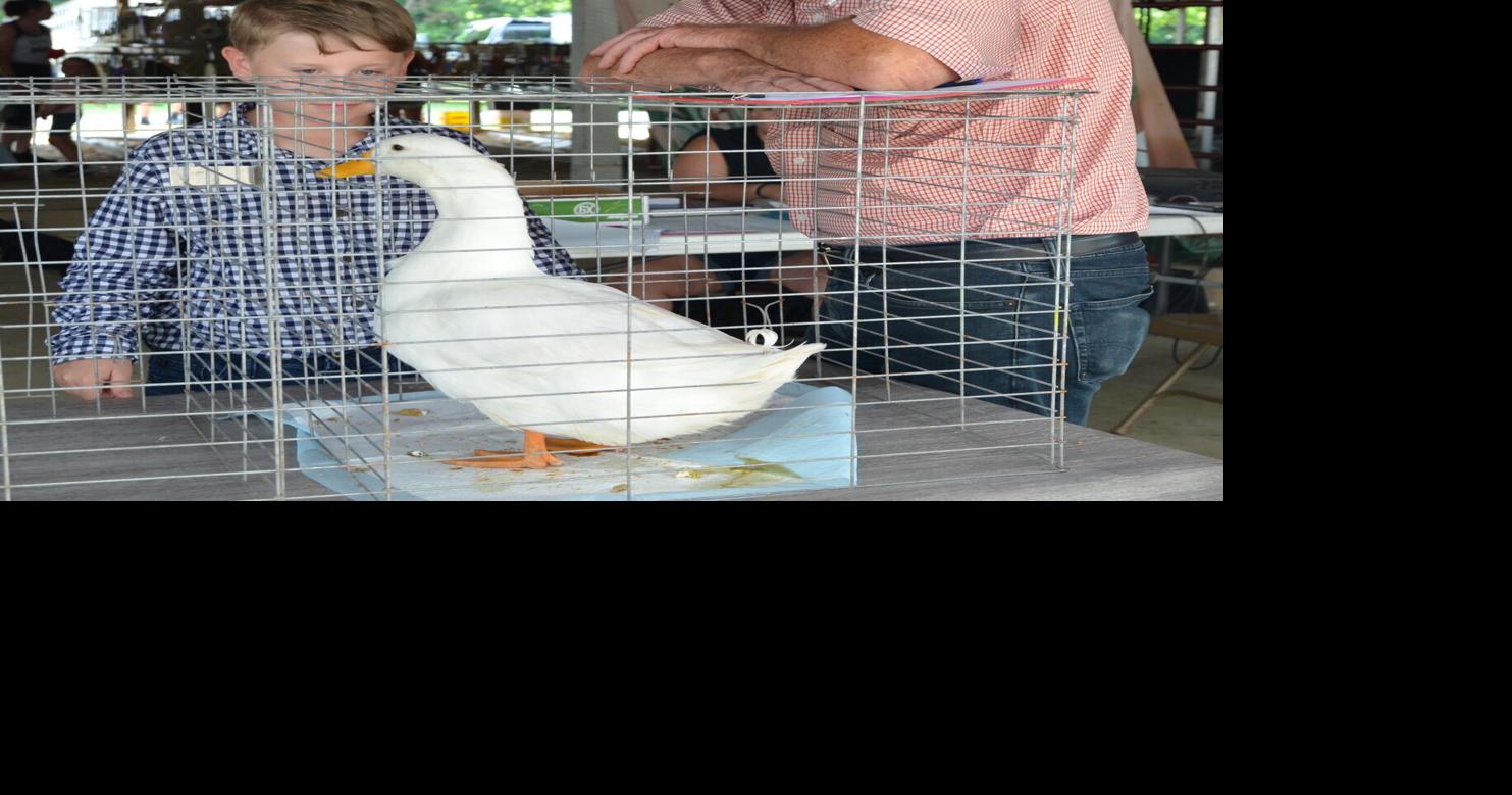 The Perry County 4-H poultry show ruffles some stunning feathers ...