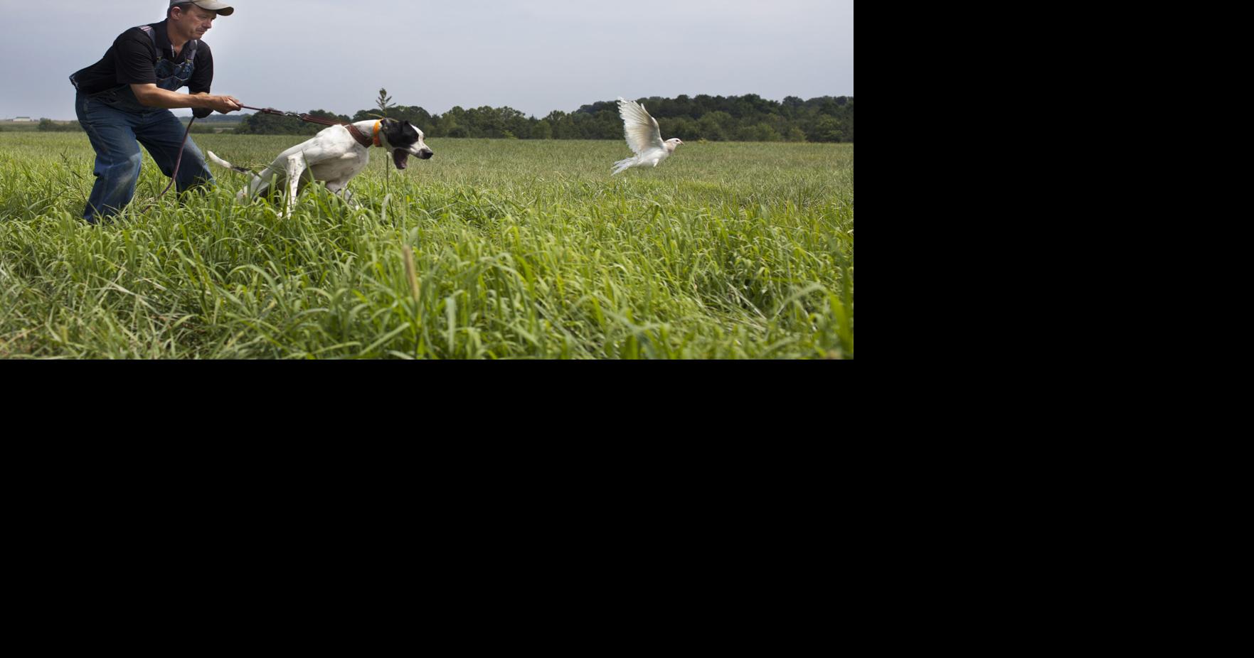 On Point: Bird Dog Trainer Gary Altman | Local News ...