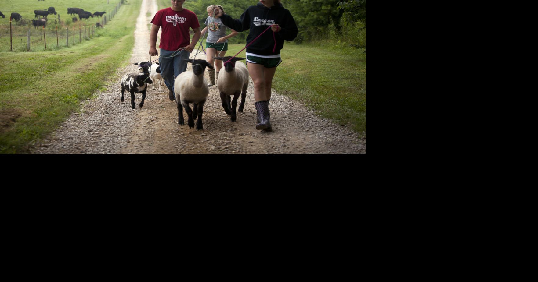 4-H Fair: A family tradition for Hopf siblings | Local News ...