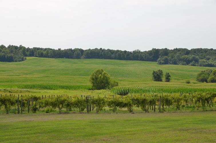 Winzerwald Winery hosted Cheesecake Craze for their Monthly Sips and ...