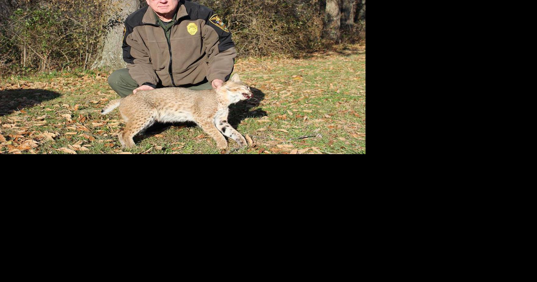DNR: Bobcat sightings on the rise around Indiana | Local News ...