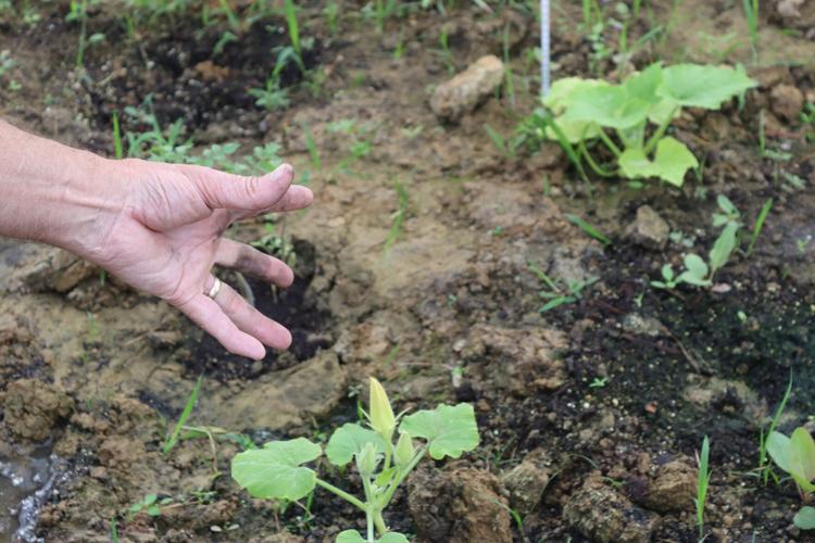 1000 pound pumpkin in process at William Tell Elementary | News ...