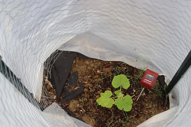 1000 pound pumpkin in process at William Tell Elementary | News ...