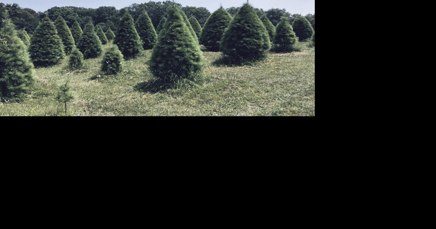 Scherle’s Tree Farm being featured at State Fair | Community ...