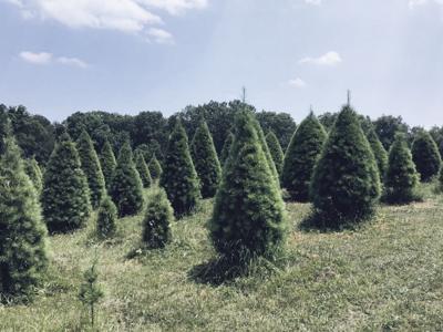 Scherle’s Tree Farm being featured at State Fair | Community ...