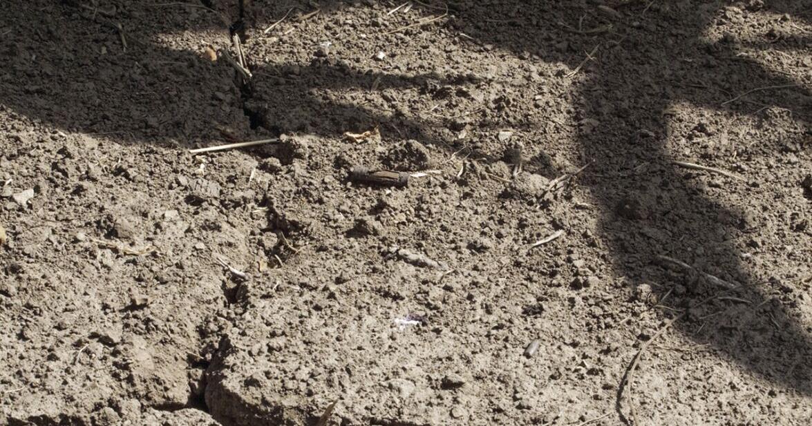 Getting to the root of sodic soil | | dyersvillecommercial.com