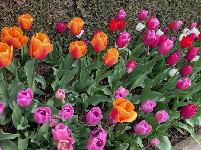 April in the Tri-Cities: Tulip festival, egg hunt, autism ceremonial ...