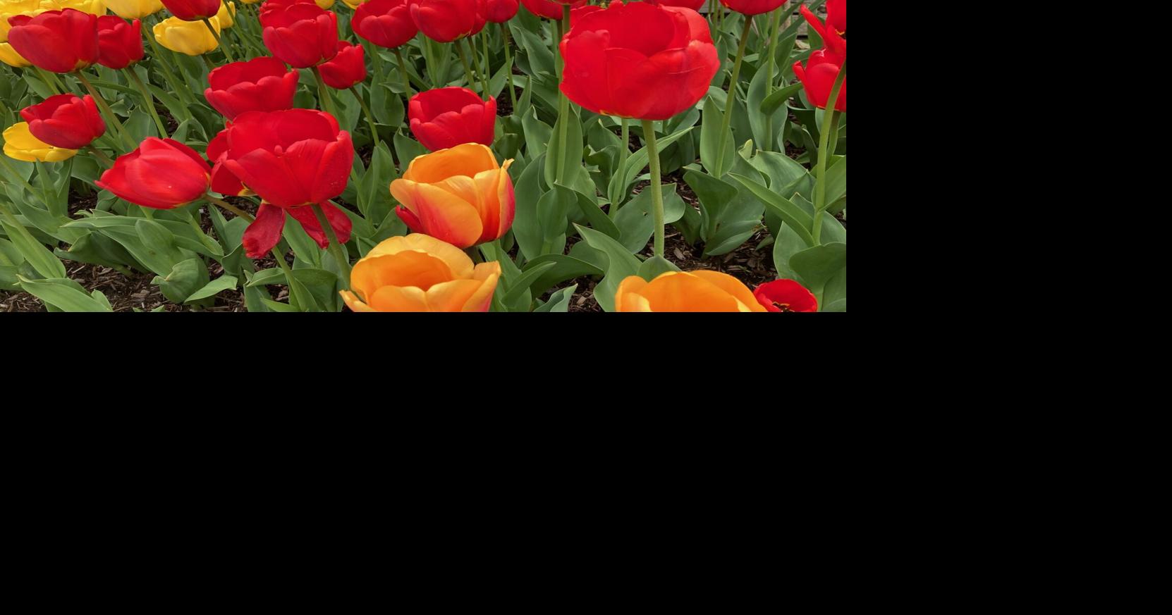 April in the Tri-Cities: Tulip festival, egg hunt, autism ceremonial ...