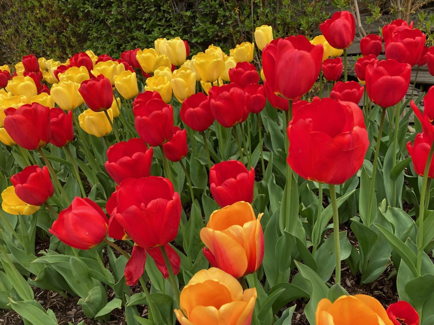 April in the Tri-Cities: Tulip festival, egg hunt, autism ceremonial ...