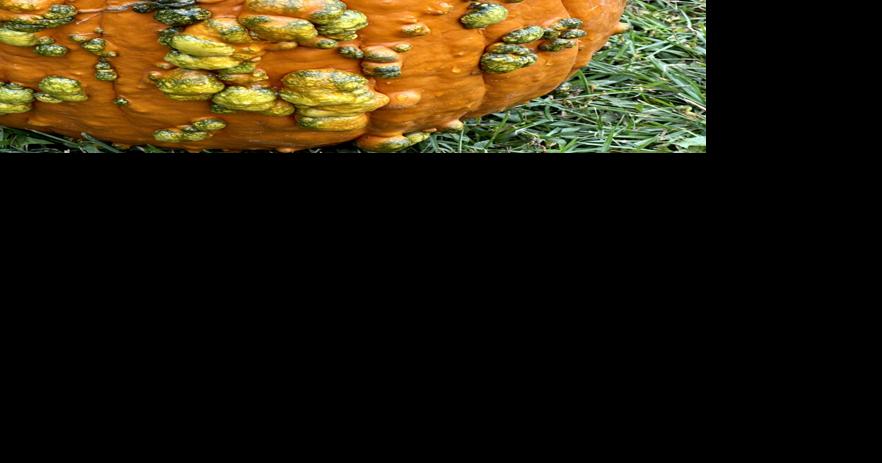 Here's your list of 2023 Halloween events, pumpkin patches | News | ehextra.com