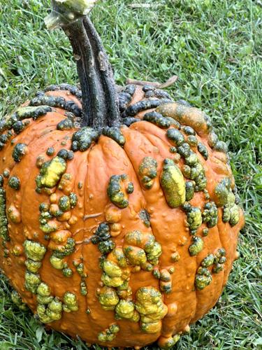 Here's your list of 2023 Halloween events, pumpkin patches | News | ehextra.com