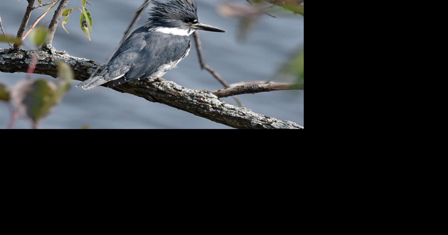 Belted Kingfisher | | ehextra.com