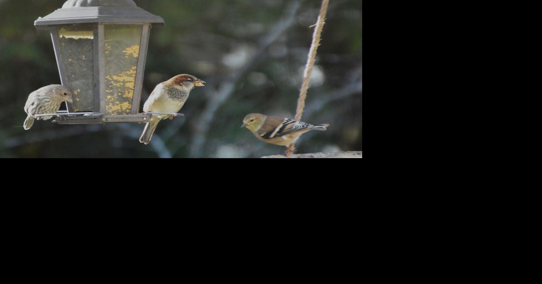 Feeding, care and enjoyment of our fall and winter birds | Community ...