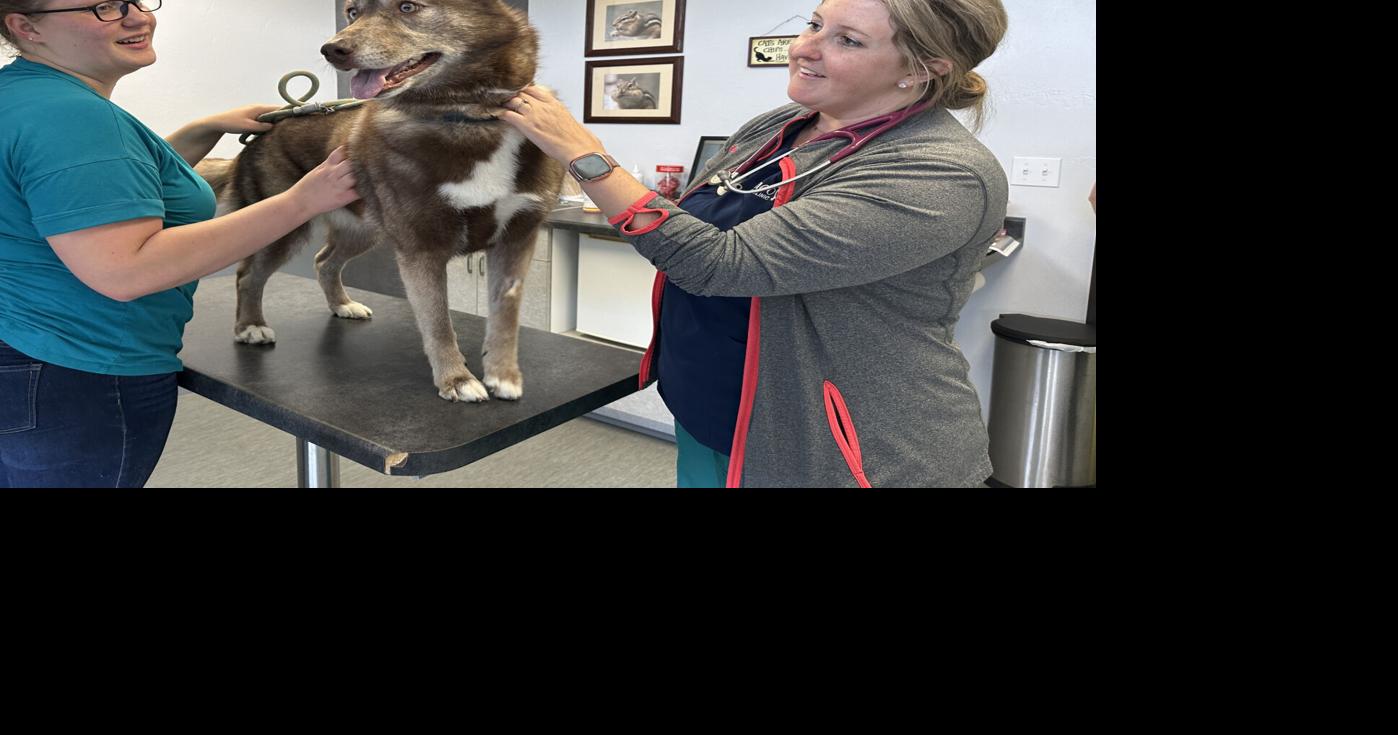 VETS & PETS: Vet shortage hits tri-cities: No new clients accepted amid ...