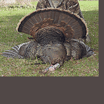Turkey permits will be sold next week | Outdoors Articles | ehextra.com