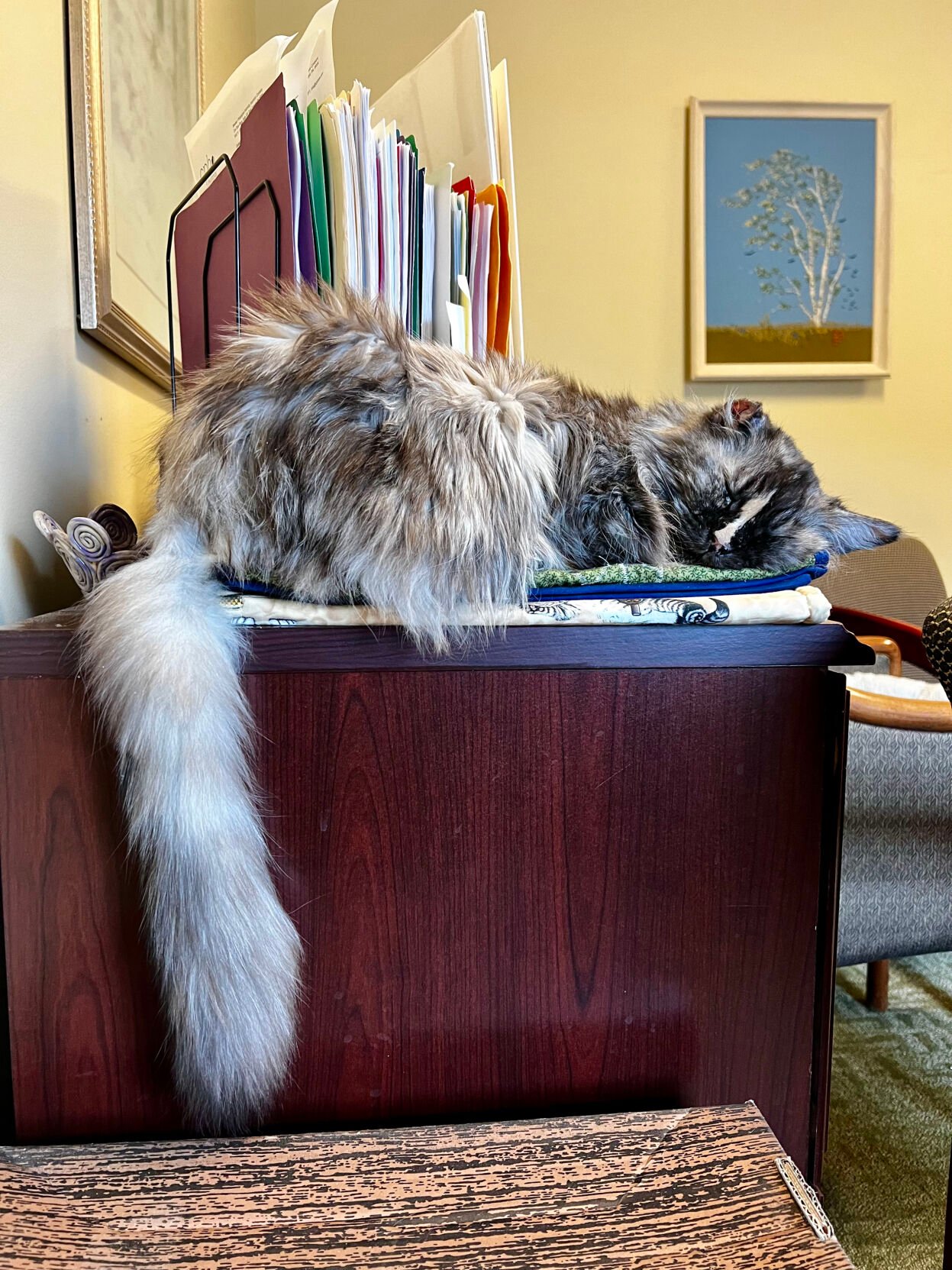 Menominee retirement home takes in stray cat, raises money for local ...