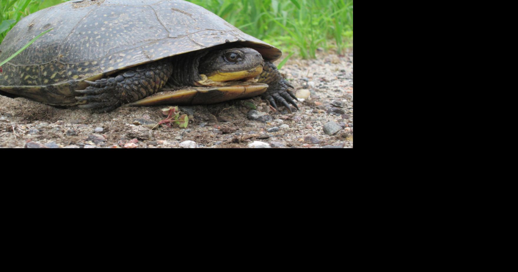 Slow Down: Give turtles a brake during nesting season | News | ehextra.com