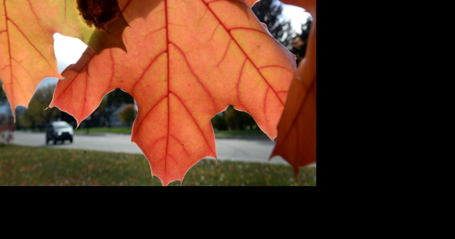 Leaf framework | Photos | ehextra.com