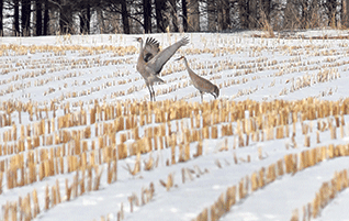 Trumpet dance | | ehextra.com