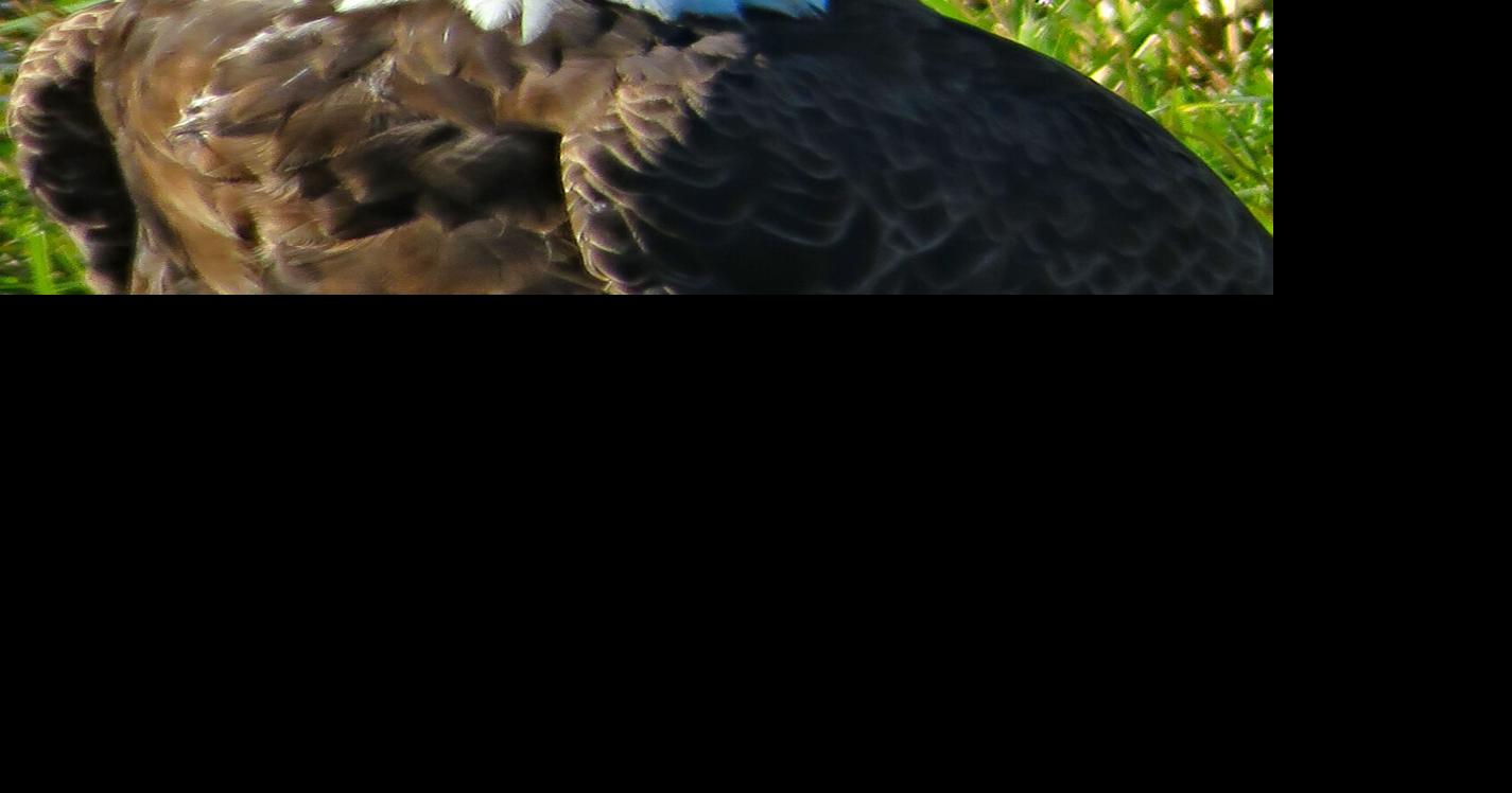 Reckless Endangerment? Threatened or endangered species issue is fairly ...