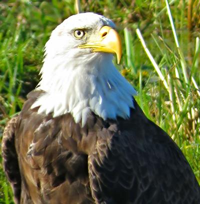 Reckless Endangerment? Threatened or endangered species issue is fairly ...