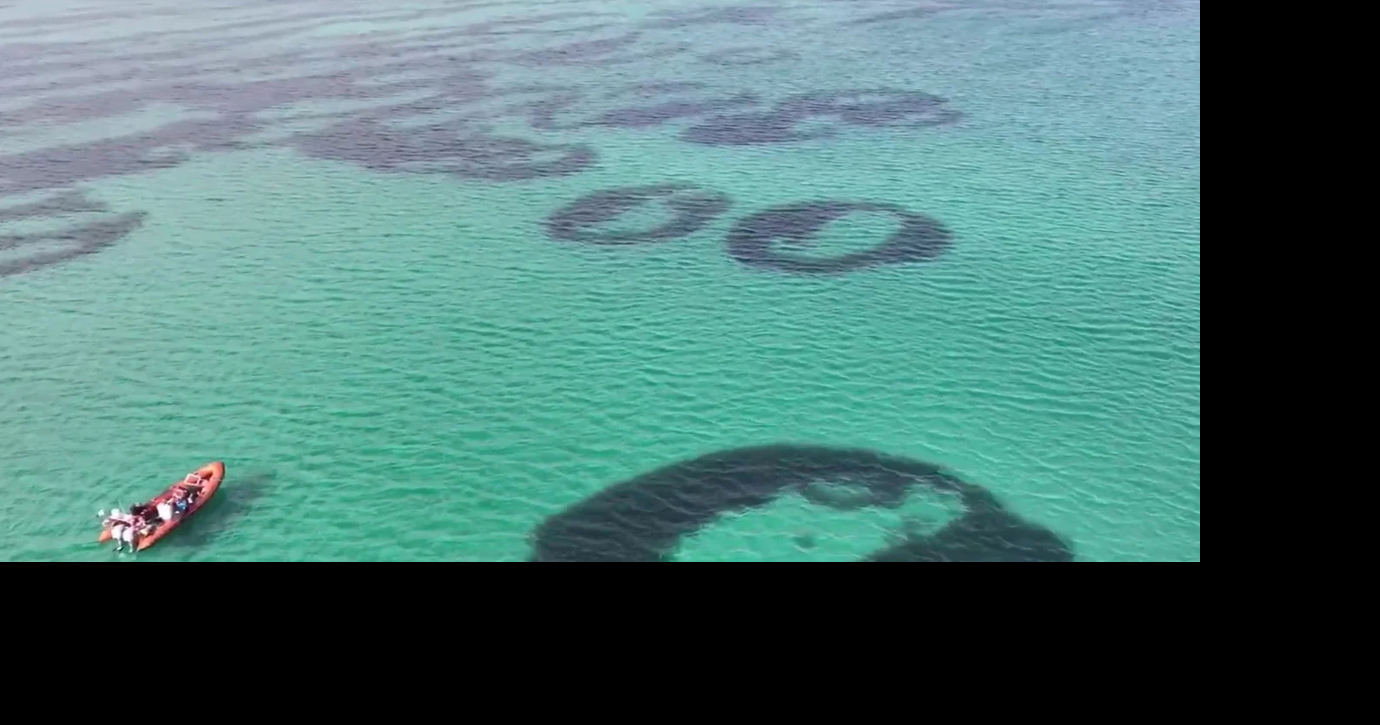 Seagrass ‘fairy circles’ captured for first time | National News ...