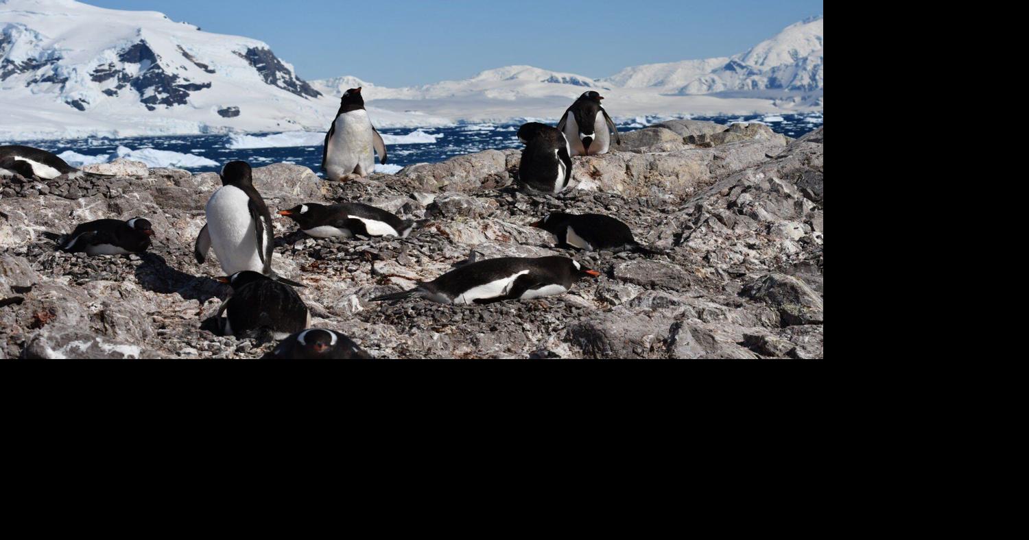 Climate change shifting penguins’ breeding season | National News ...