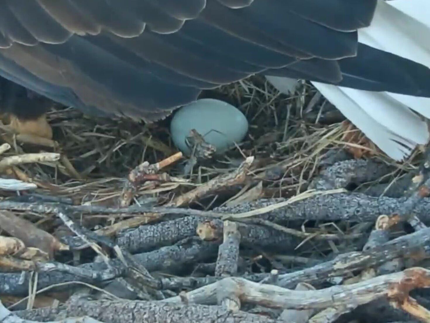 YouTube famous bald eagles welcome first eggs of year | National News ...
