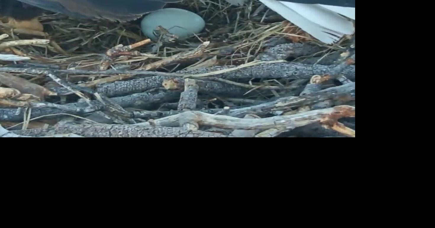 YouTube famous bald eagles welcome first eggs of year | National News ...