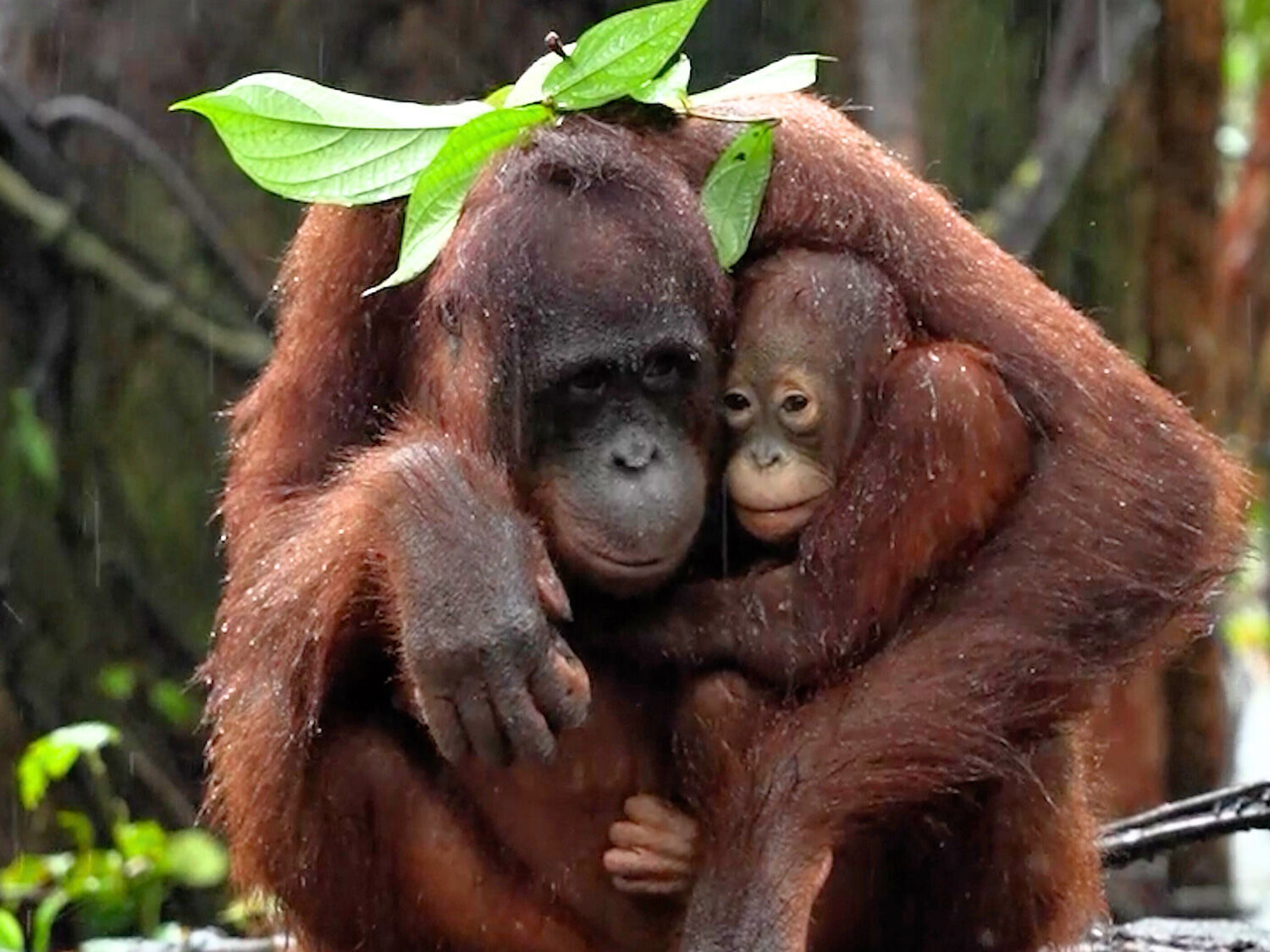 Mother orangutan uses leaf to keep baby dry during rainstorm | National ...