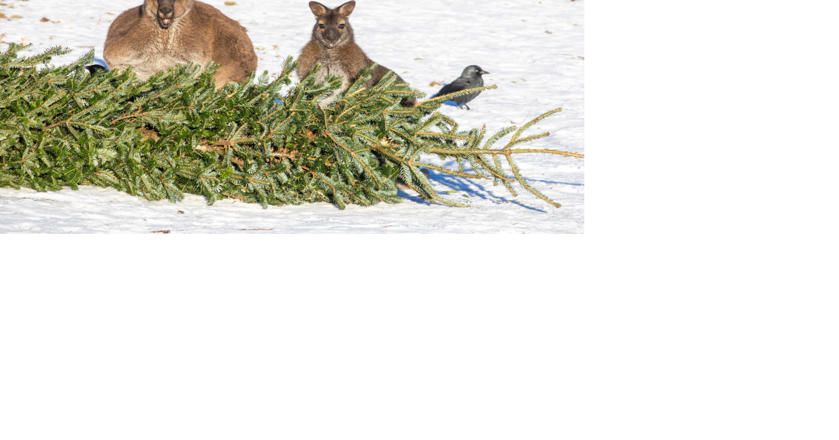 Kangaroos and wallabies enjoy munching on used Christmas trees ...