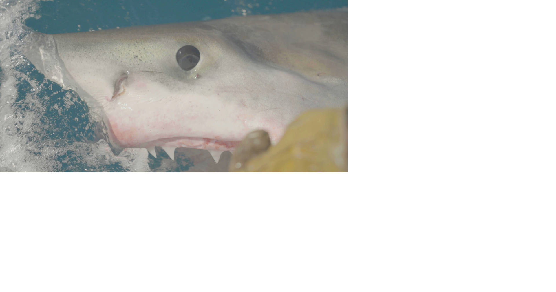 Massive great white shark roaming major tourist hub | National News ...