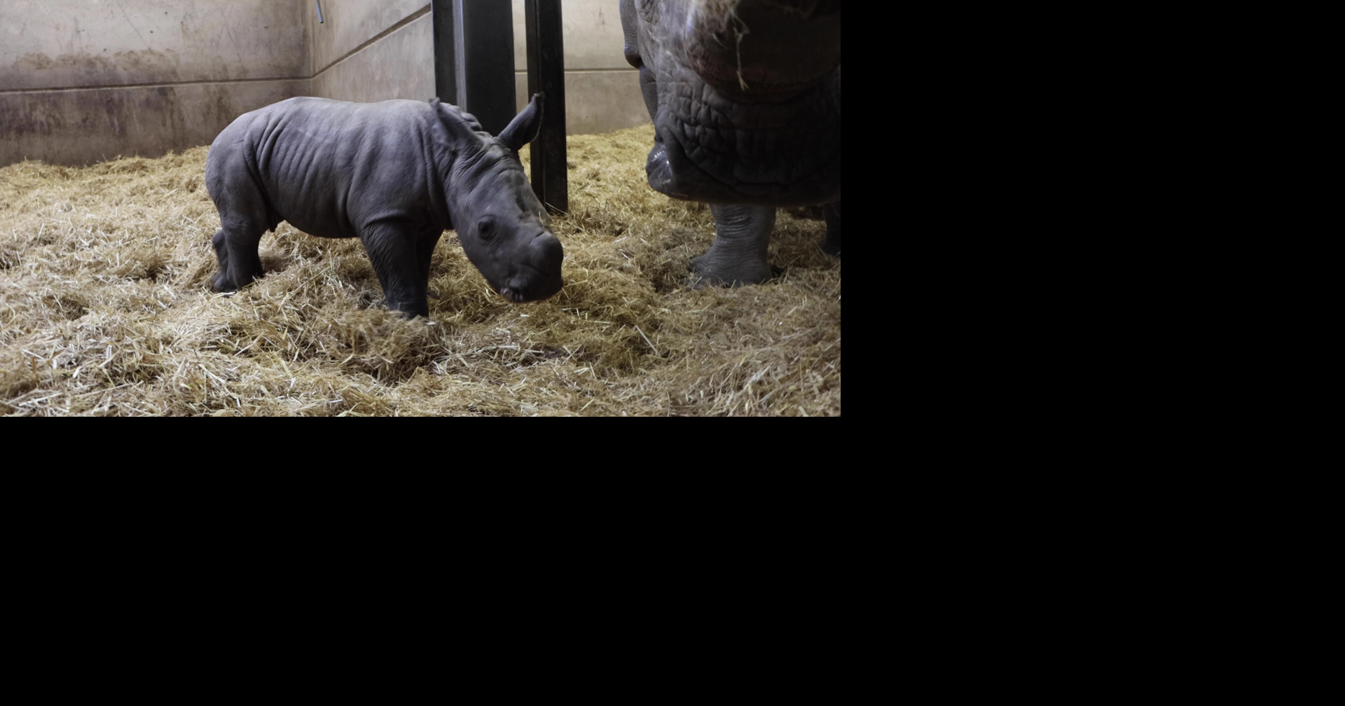 Safari park welcomes rare Southern White Rhino calf | National News ...