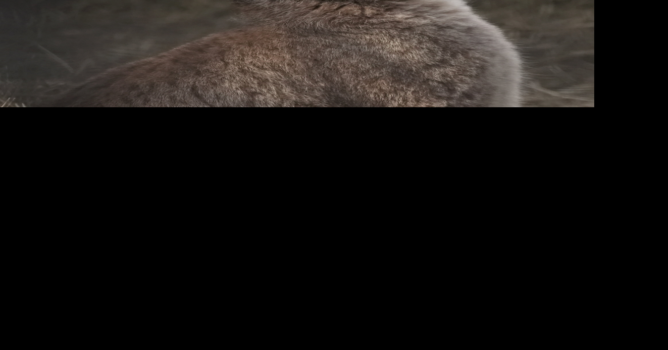 Animal sanctuary races to rescue lynx from war-torn Ukraine | National ...