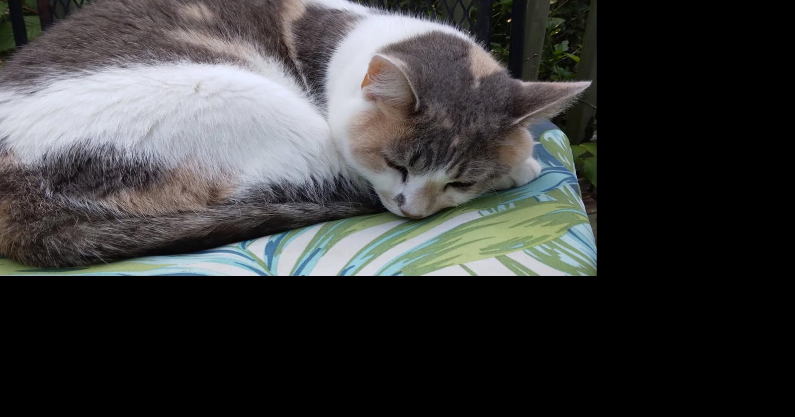 Bobcat fever on the rise this year | News | elkvalleytimes.com