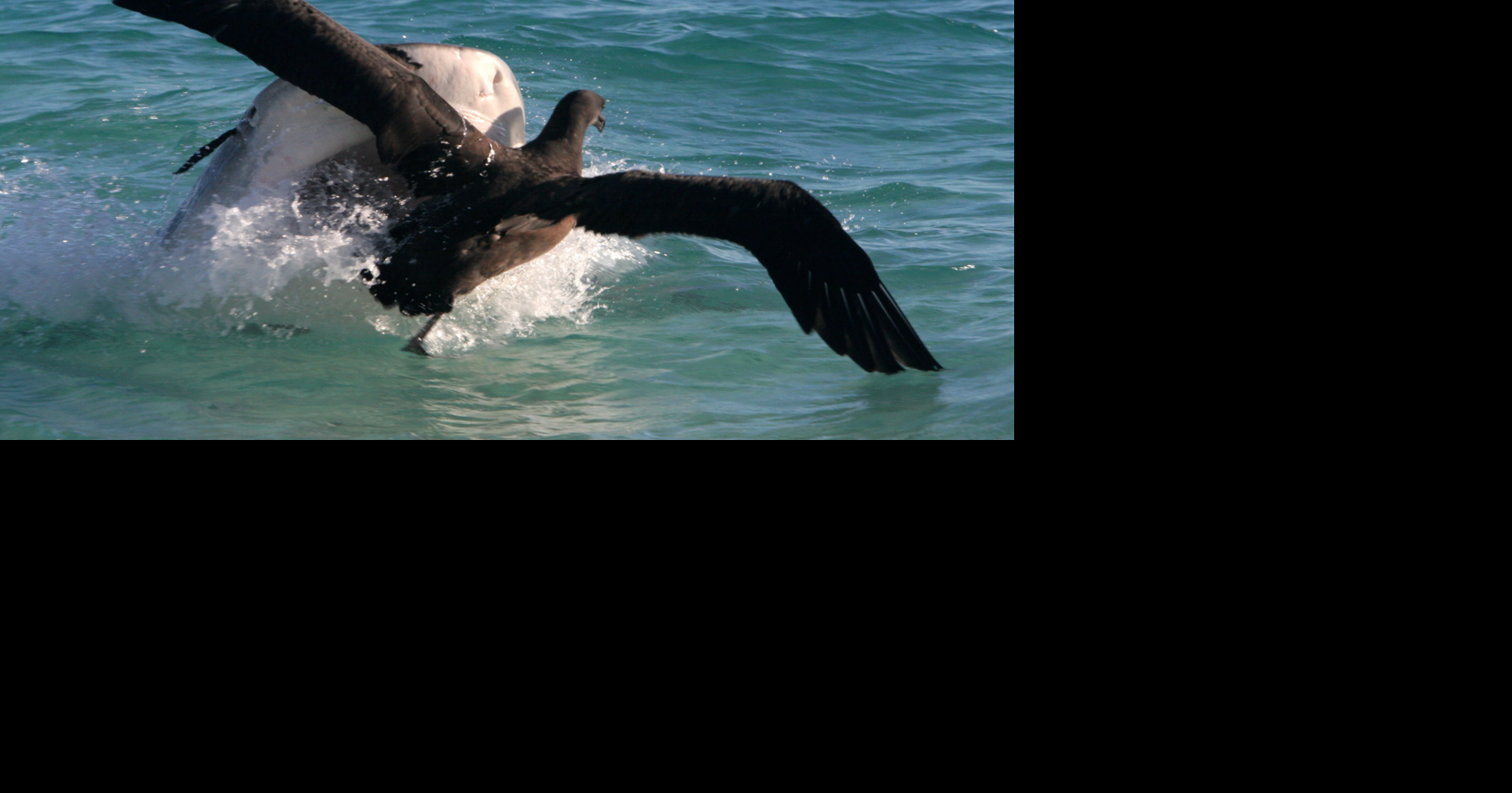 How shark ‘turf wars’ affect seabird nesting in Hawaii | National News ...