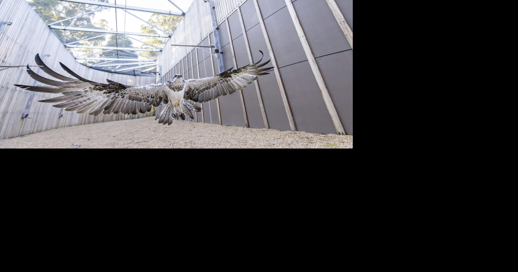 Osprey swoops gracefully after stint in raptor rehab | National News ...